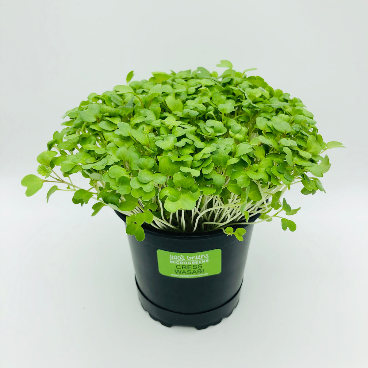 MUSTARD - Wasabi Cress - Live – JoJo's Greens