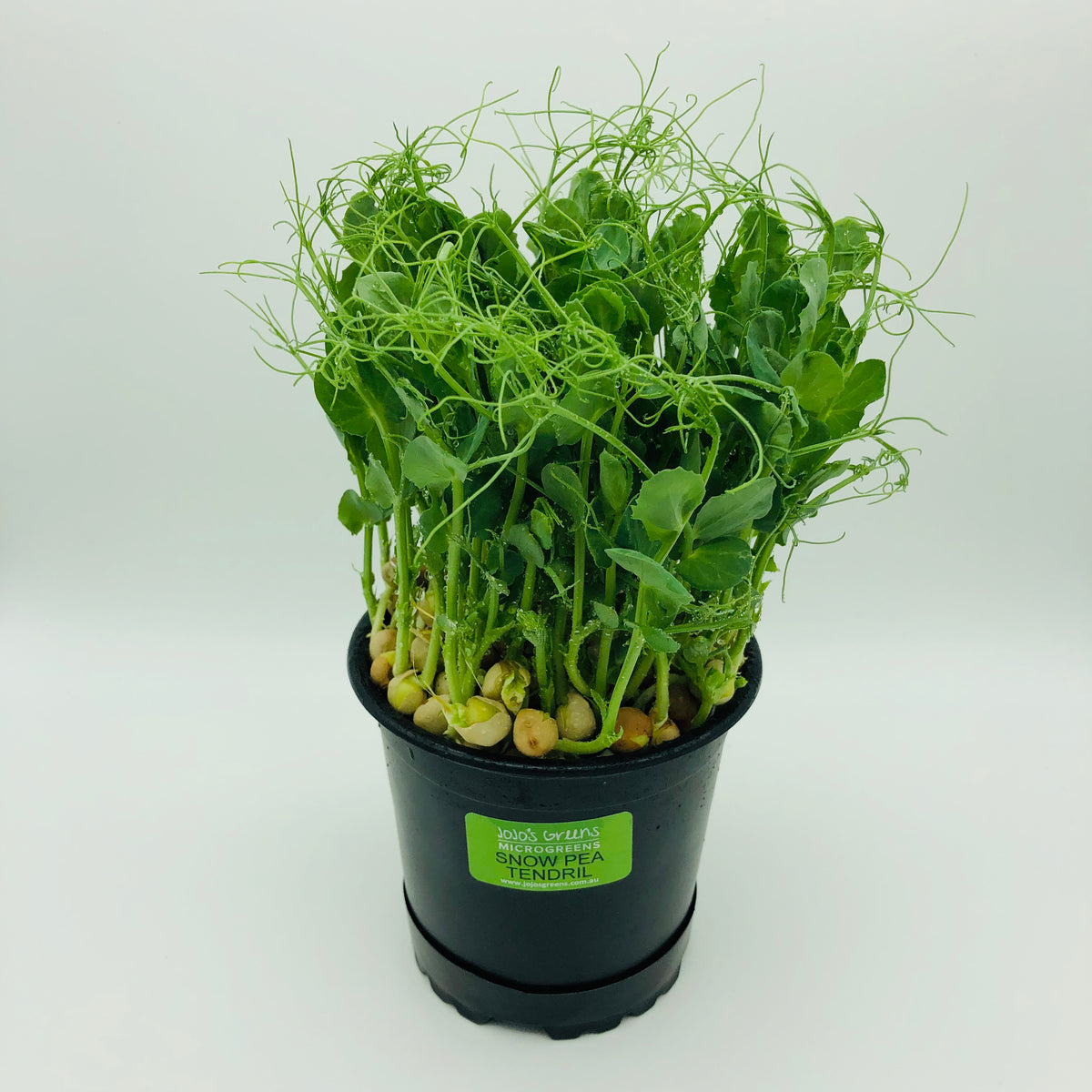 SNOW PEA TENDRIL - Live – JoJo's Greens